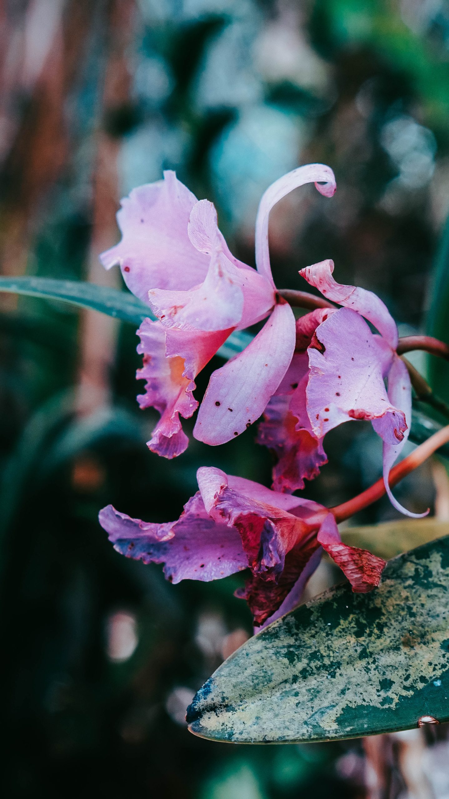Berjumpa Anggrek di Orchid Forest Cikole - Jalan2.id