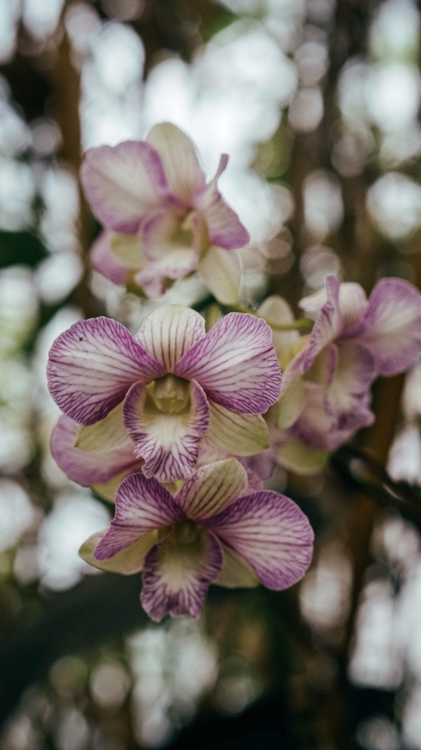 Berjumpa Anggrek di Orchid Forest Cikole - Jalan2.id